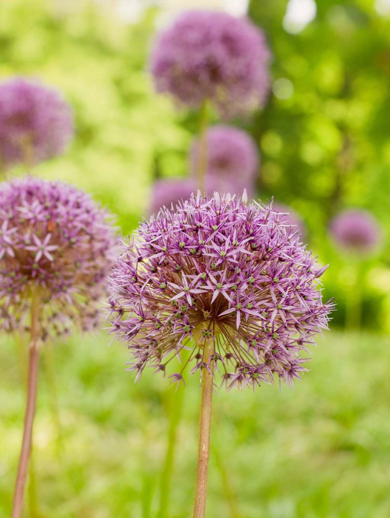 Plant Focus: Allium | Greenwood Plants