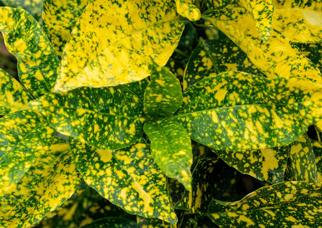 Plant Focus: Aucuba japonica | Greenwood Plants