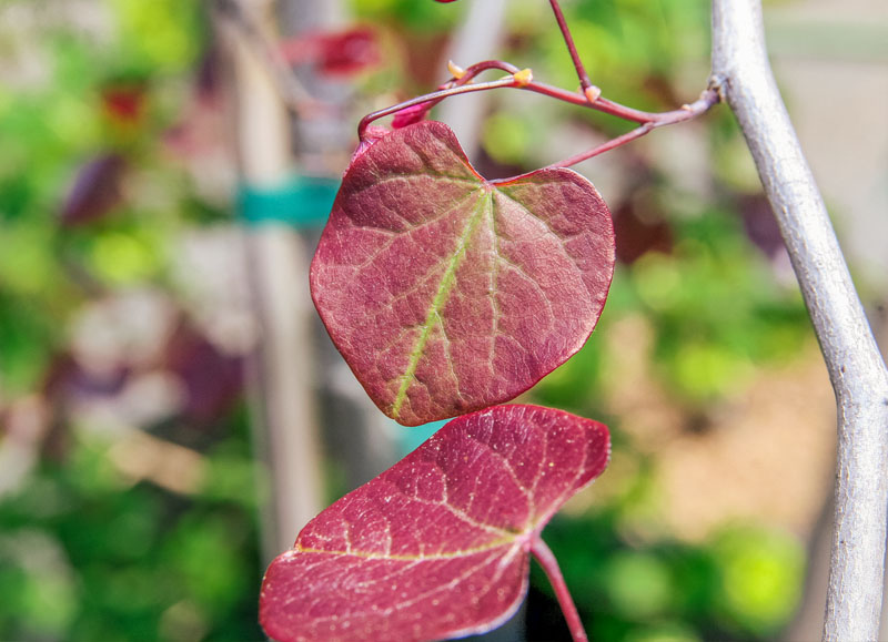 Plants for Autumn Colour | Greenwood Plants
