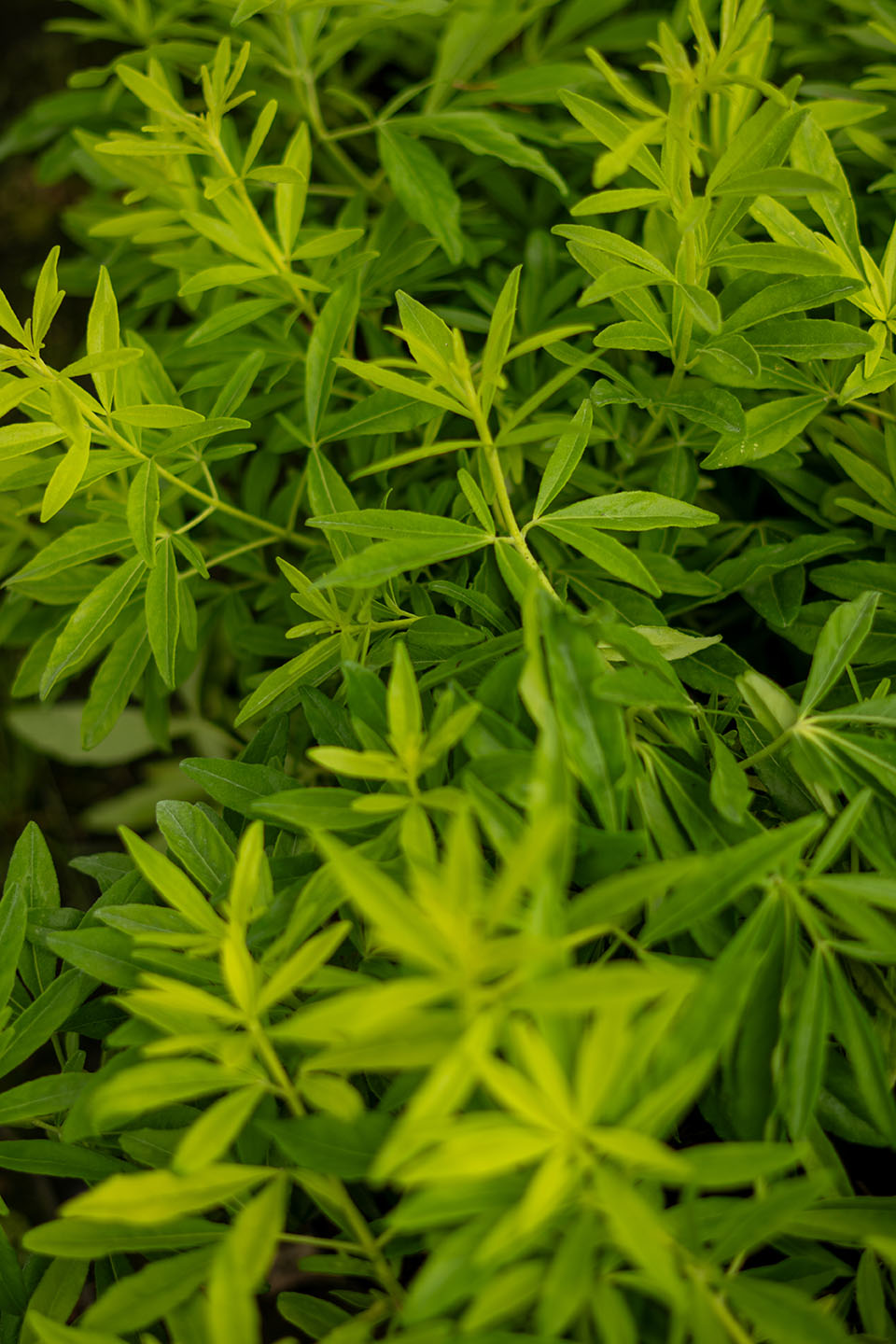 Plant Focus: Choisya | Greenwood Plants