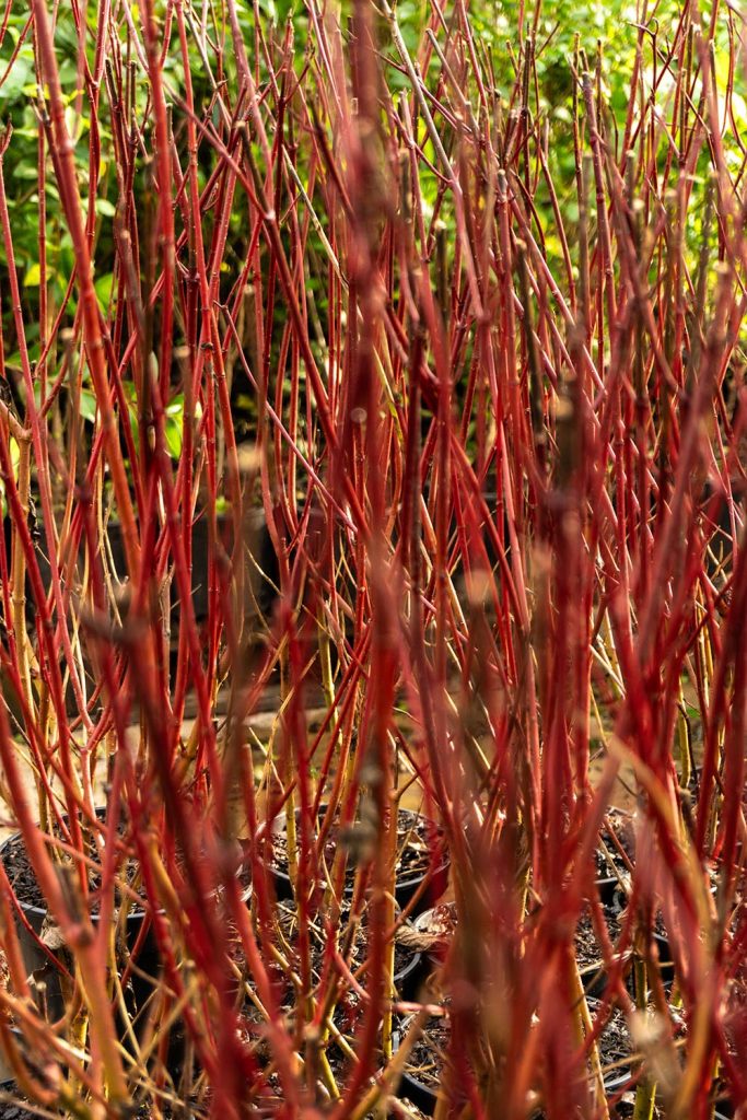 Trees for winter interest | Greenwood Plants