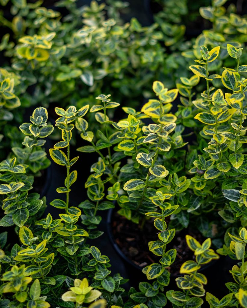 Evergreen plants with striking foliage | Greenwood Plants