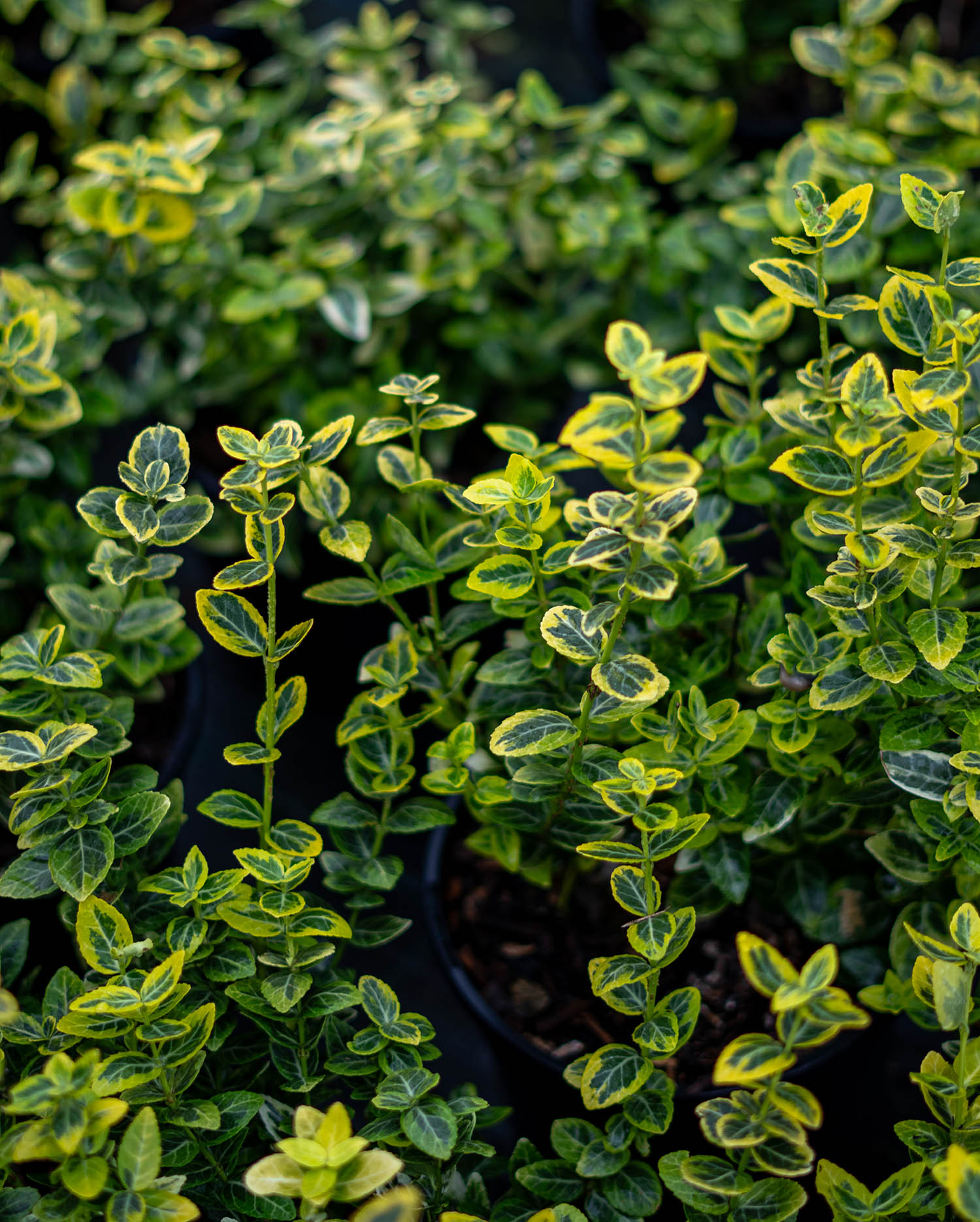 Evergreen plants with striking foliage | Greenwood Plants
