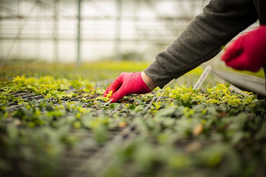 Greenwood Plants | Quality plants for house builders & large scale ...