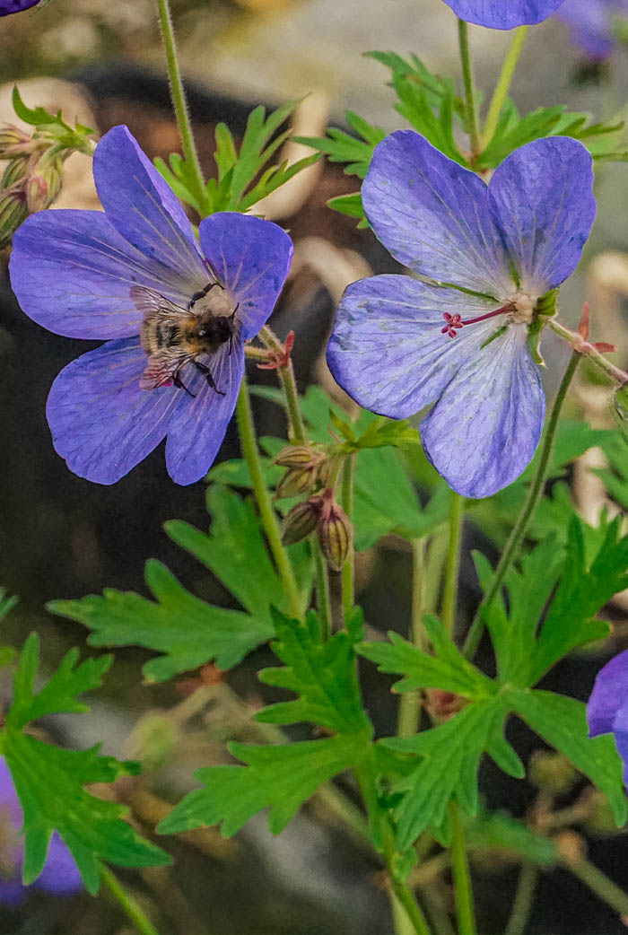Plant focus: Geranium | Greenwood Plants