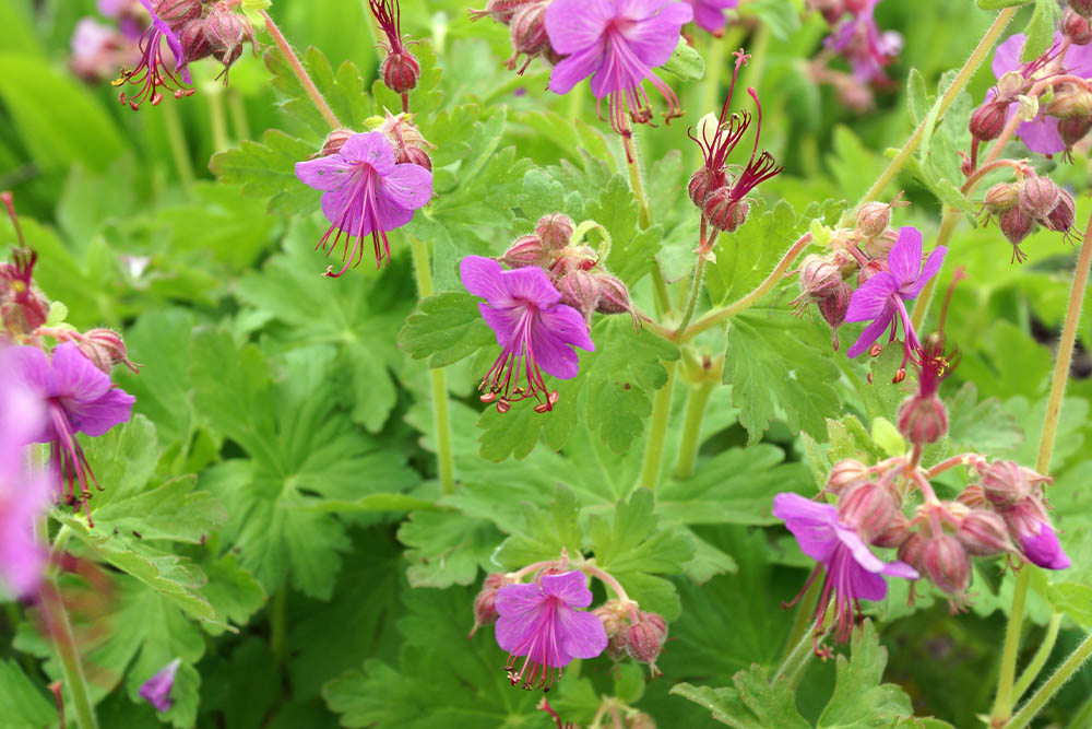 Plant focus: Geranium | Greenwood Plants