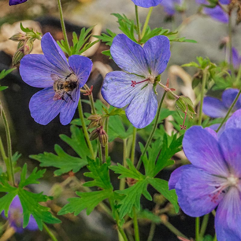 Pollinator friendly planting scheme | Greenwood Plants