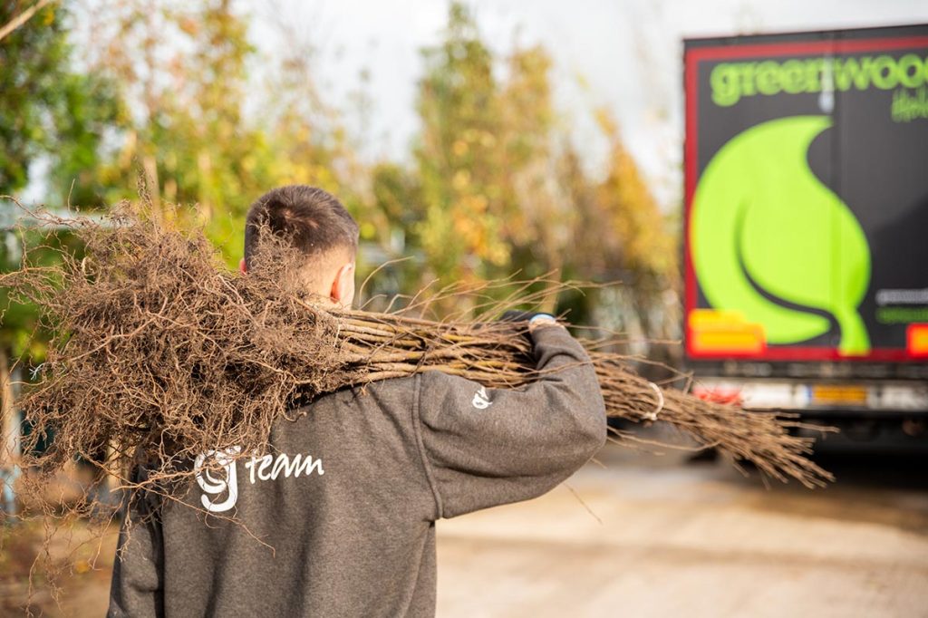Bare root hedging – all you need to know | Greenwood Plants