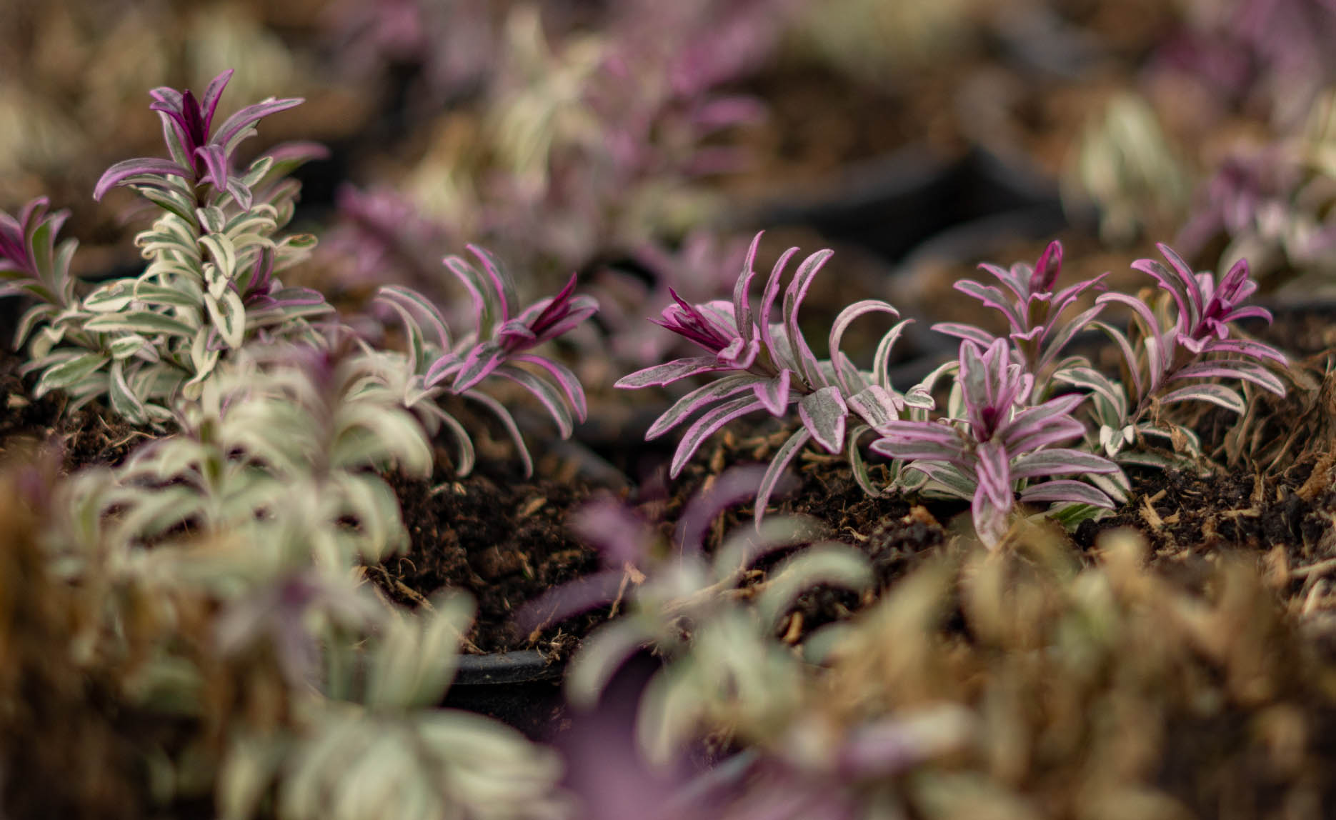 Evergreen plants with striking foliage | Greenwood Plants