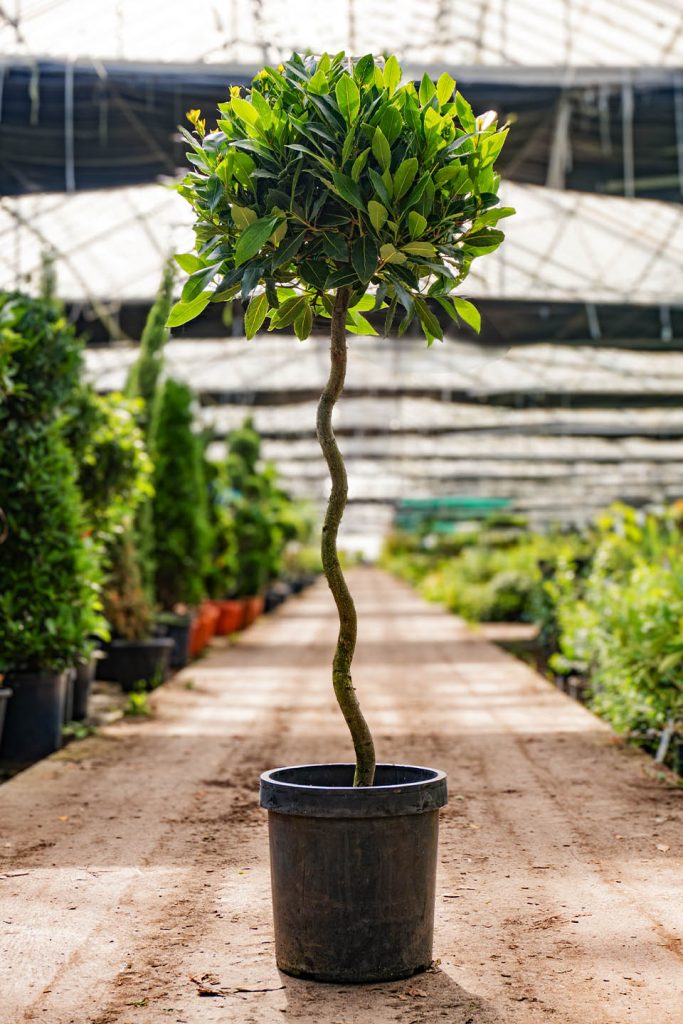 Plant Focus: Laurus nobilis (bay laurel) | Greenwood Plants