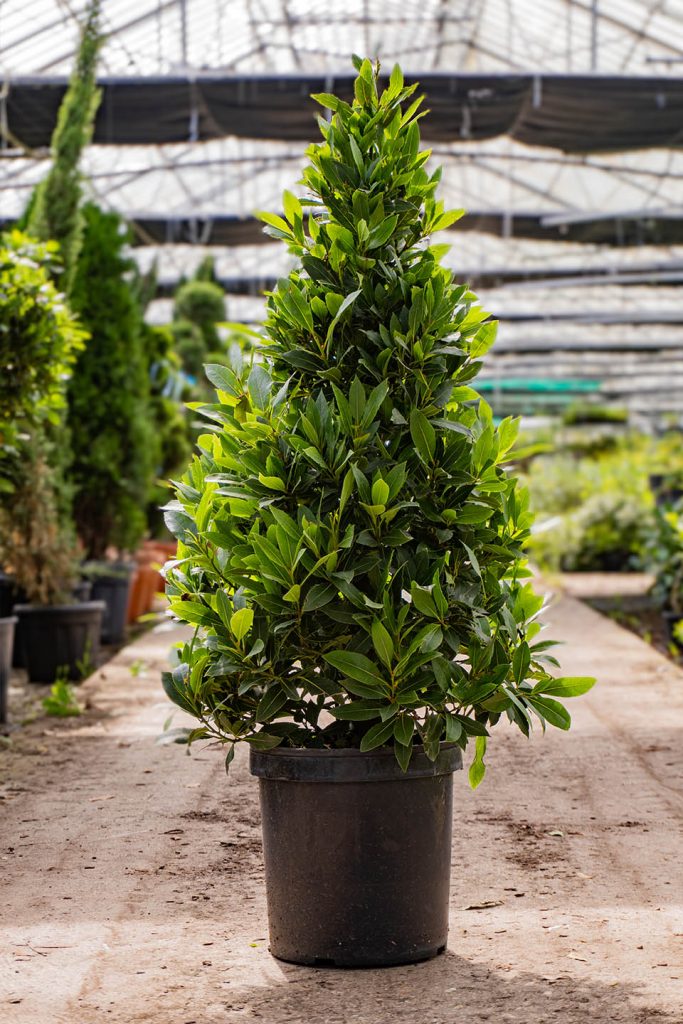Plant Focus: Laurus nobilis (bay laurel) | Greenwood Plants