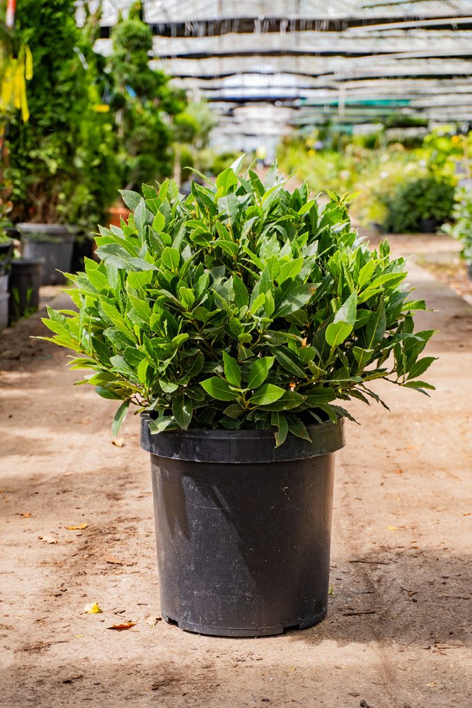 Plant Focus: Laurus nobilis (bay laurel) | Greenwood Plants