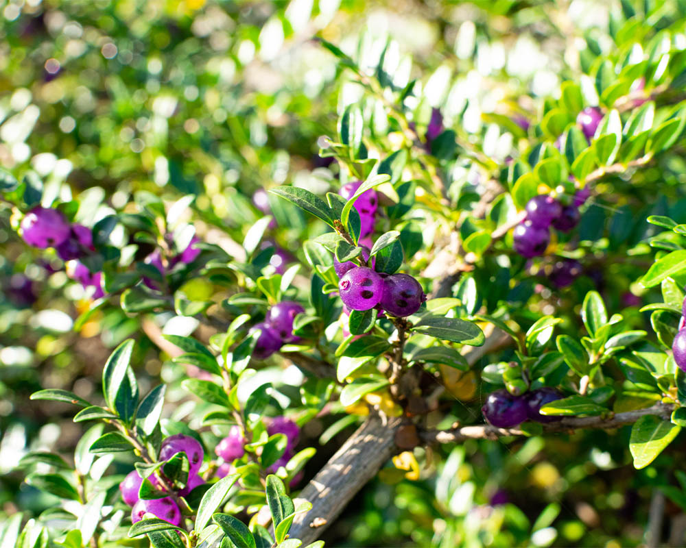 Plant Focus: Lonicera (Honeysuckle) | Greenwood Plants