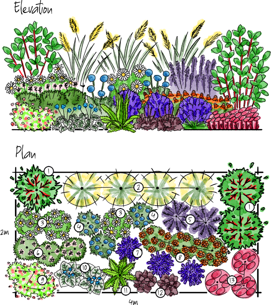 Low-maintenance planting scheme | Greenwood Plants