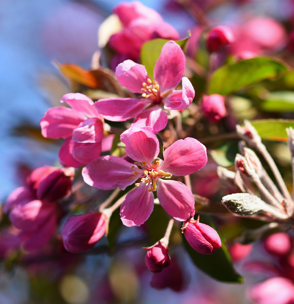 Plant Focus: Malus sylvestris | Greenwood Plants
