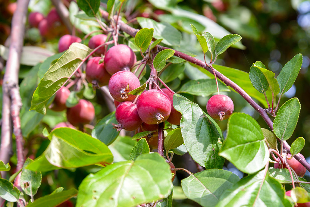 Plant Focus: Malus sylvestris | Greenwood Plants