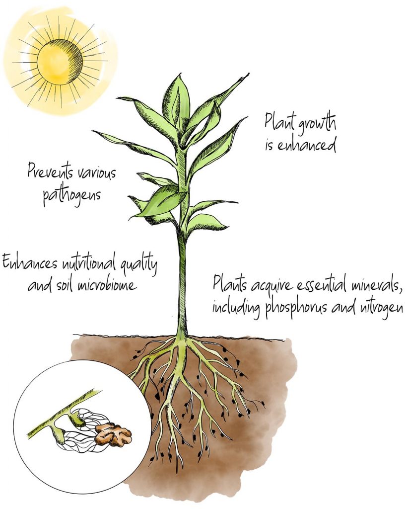 The Importance of Soil Fungi | Greenwood Plants