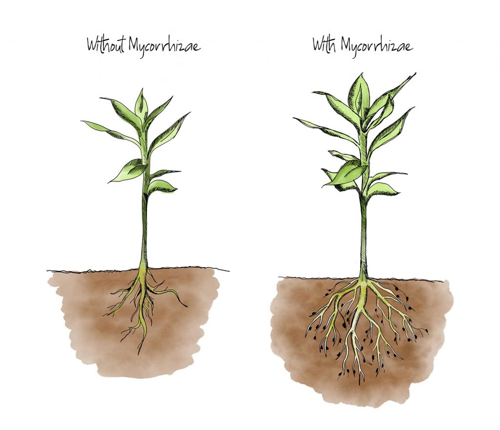 The Importance of Soil Fungi | Greenwood Plants