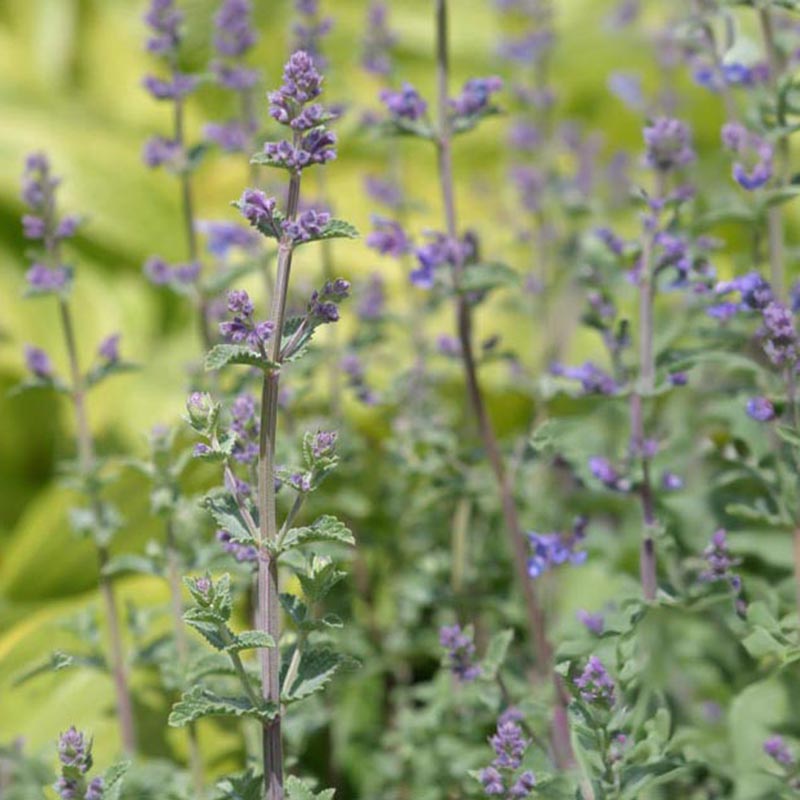 Drought tolerant planting scheme | Greenwood Plants