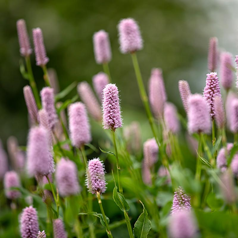 Pollinator friendly planting scheme | Greenwood Plants