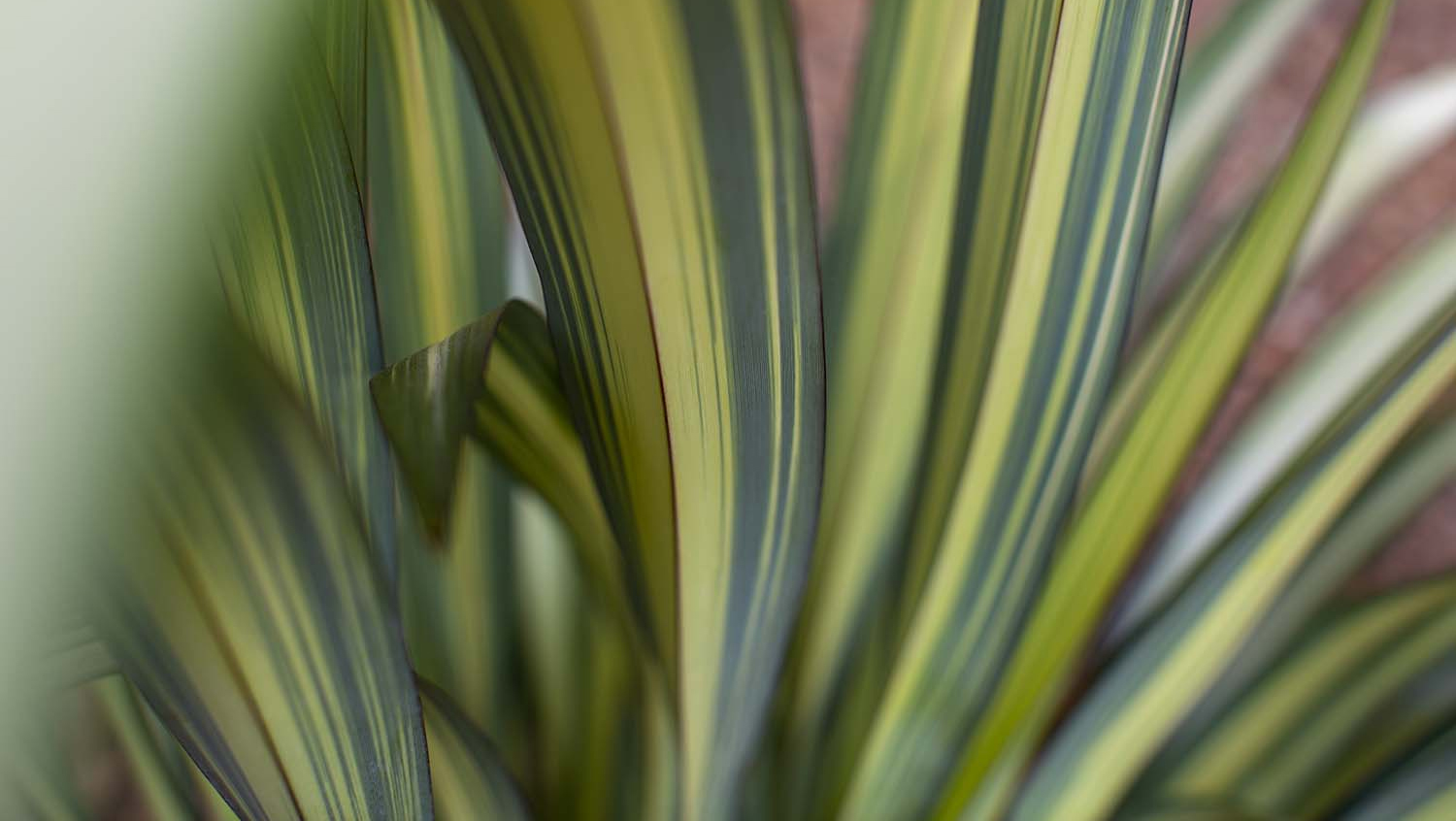 Phormium Hall of Fame: Tom’s Top 5 | Greenwood Plants