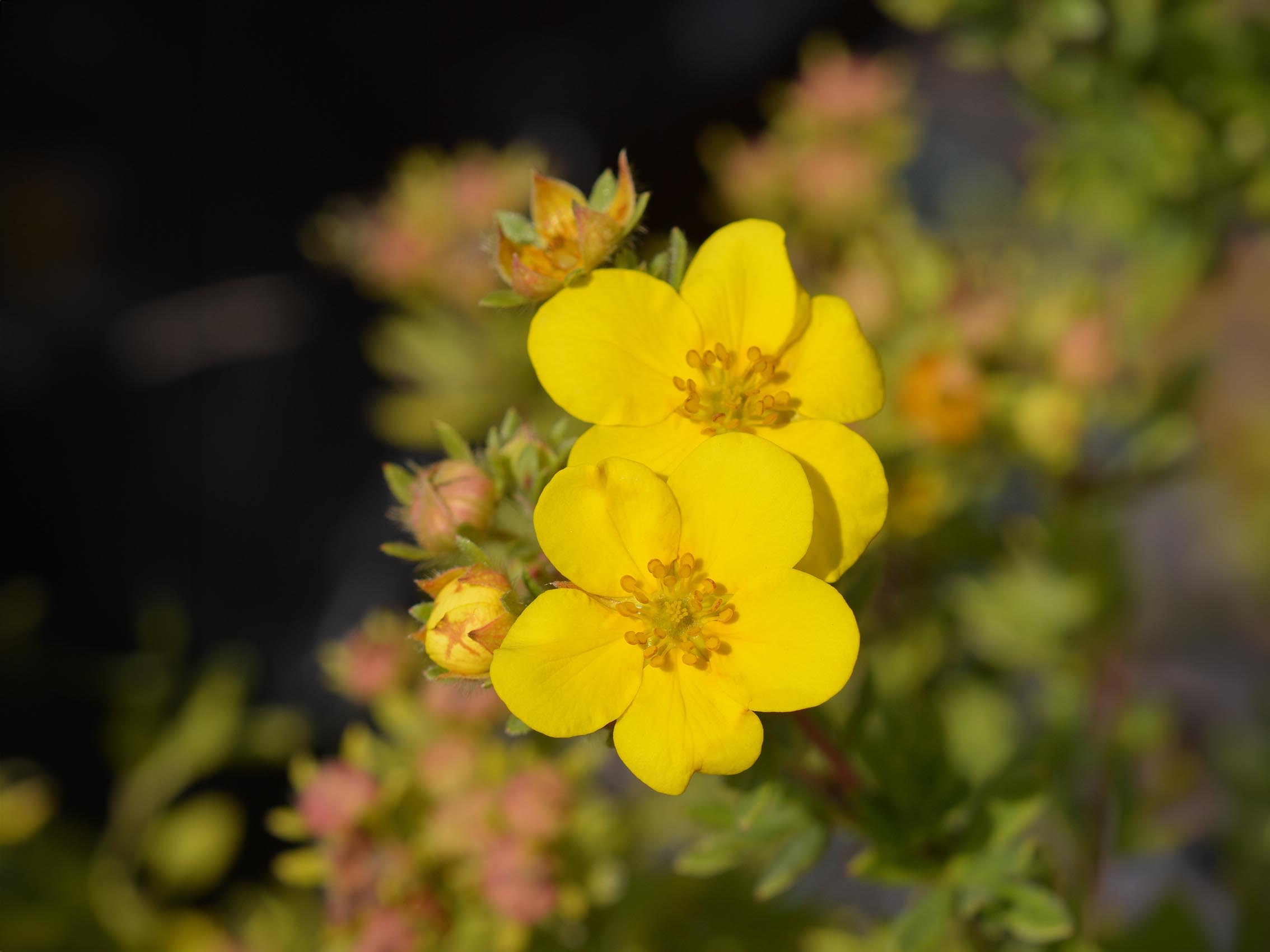 Plant Focus: Potentilla fruticosa | Greenwood Plants