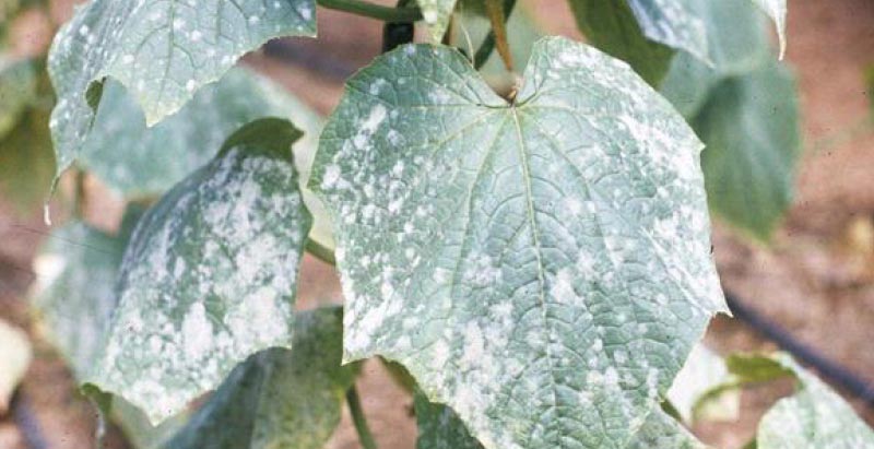 Plant Pests and Diseases | Greenwood Plants