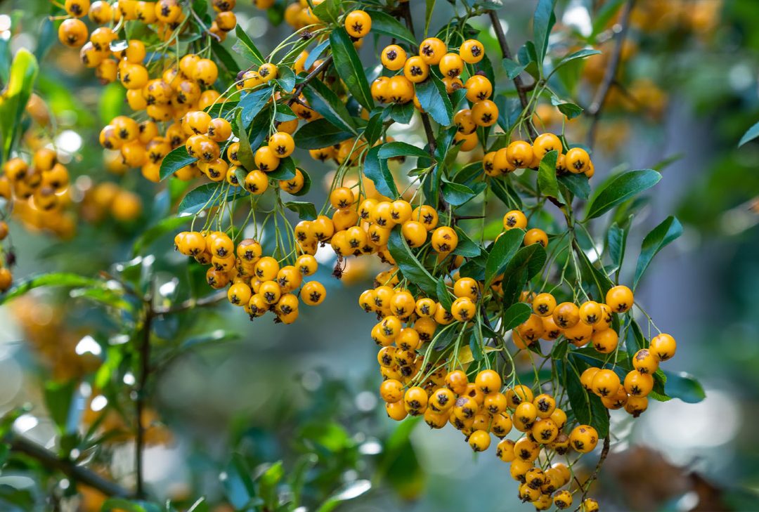 Plant Focus: Pyracantha | Greenwood Plants