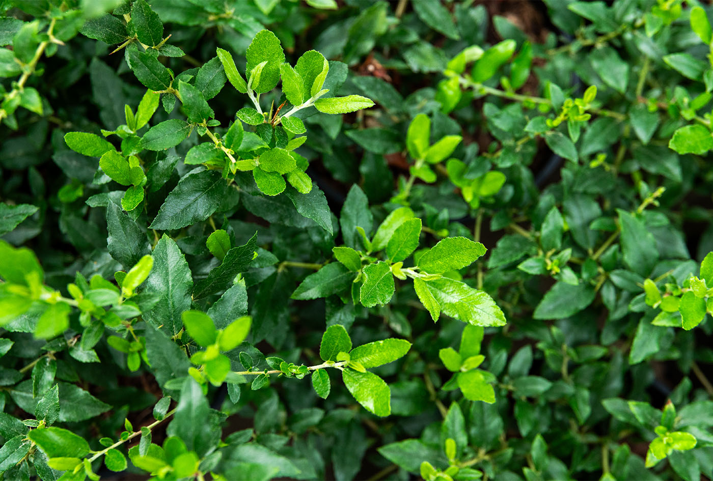 Plant Focus: Pyracantha | Greenwood Plants
