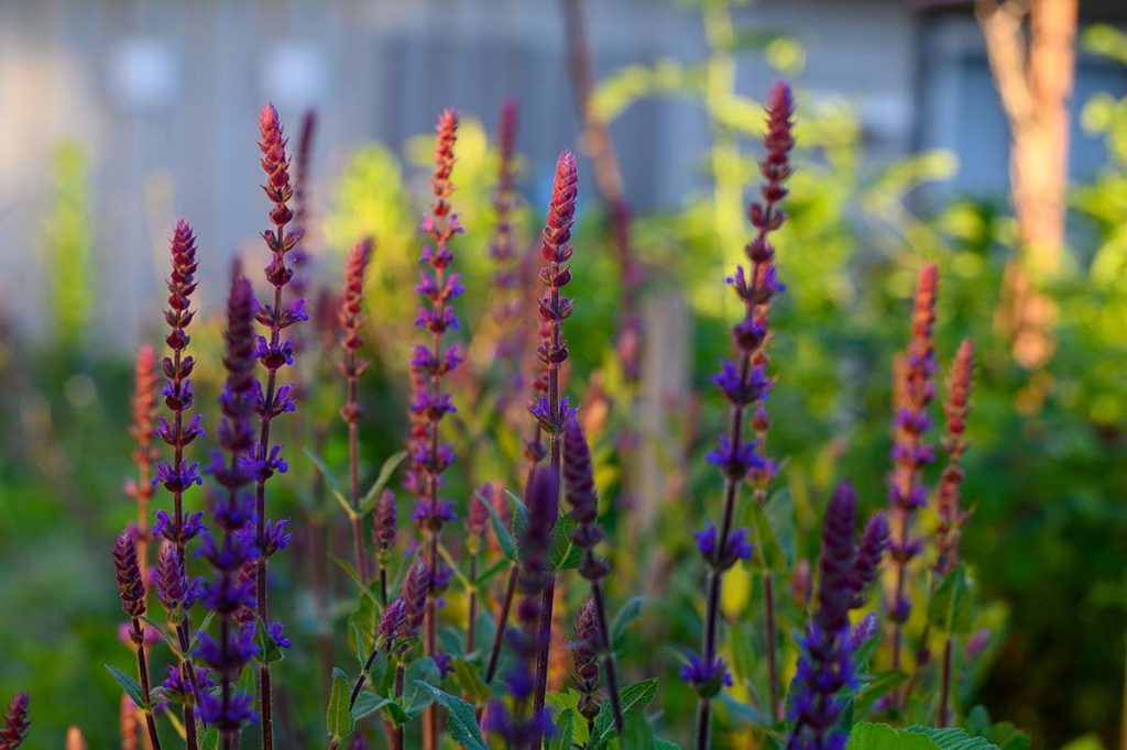 Sensory planting scheme | Greenwood Plants