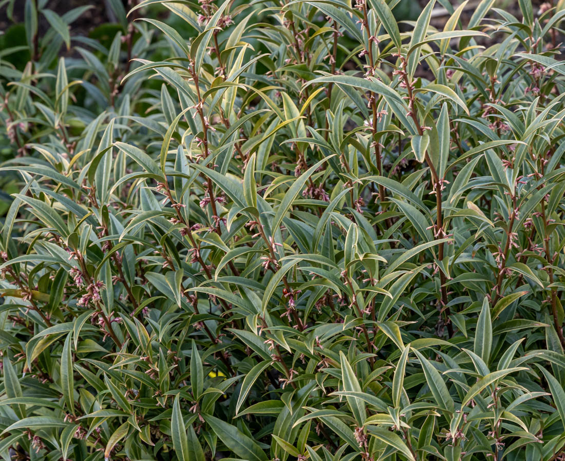 Plant Focus: Sarcococca | Greenwood Plants