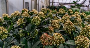 Plant Focus: Skimmia | Greenwood Plants