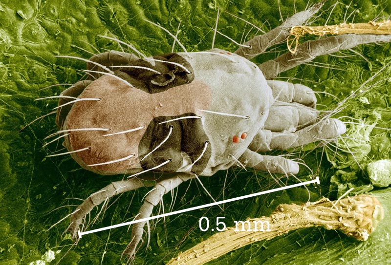 Plant Pests and Diseases | Greenwood Plants