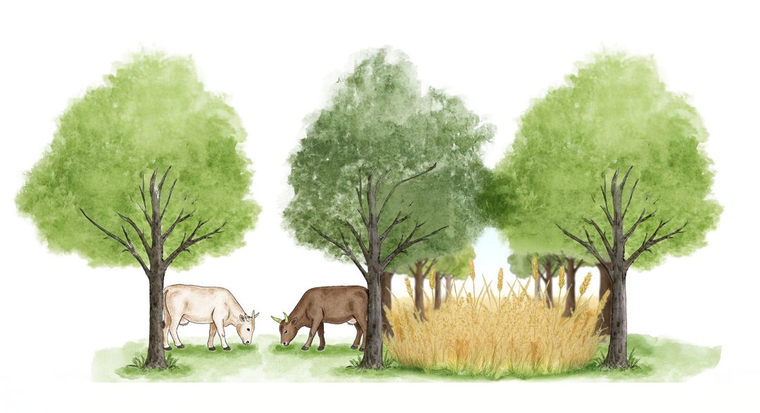 What is Agroforestry, and why does it matter for sustainability ...