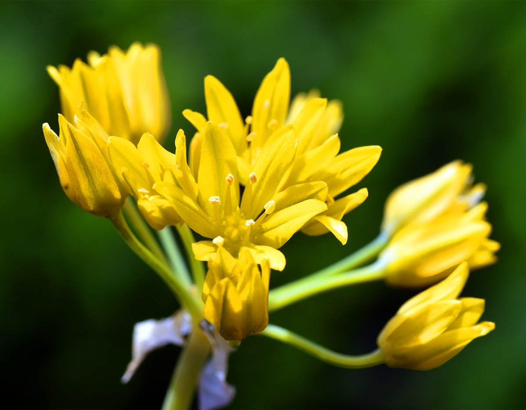 Plant Focus: Allium | Greenwood Plants