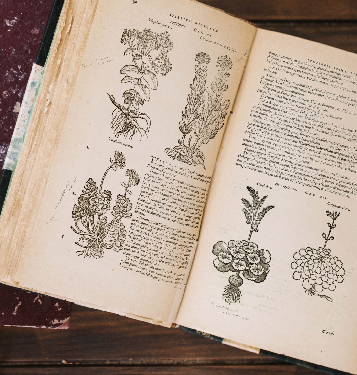 Understanding Latin plant names | Greenwood Plants