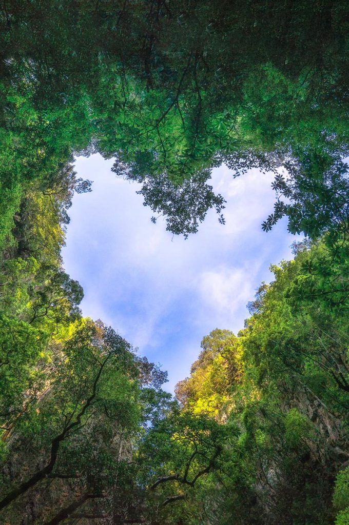 Planting for the Changing Environment | Greenwood Plants