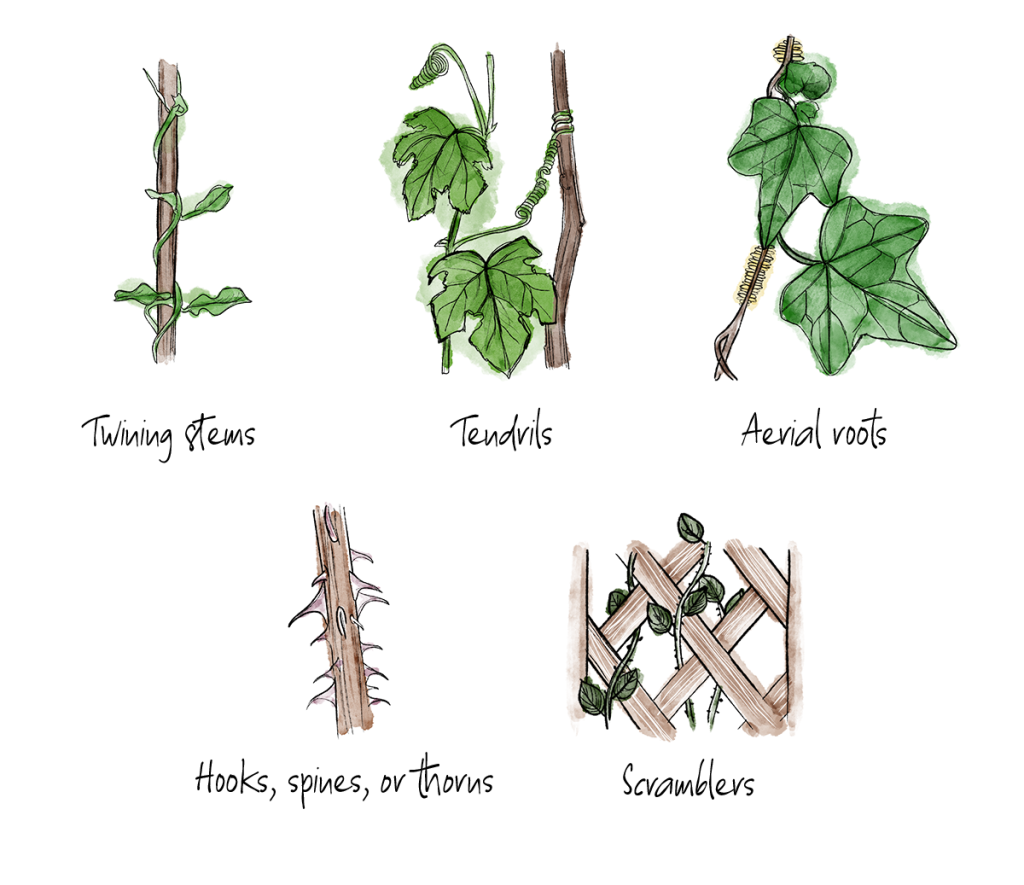 Plant focus: Climbers | Greenwood Plants