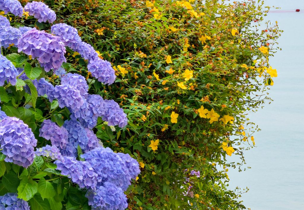 Coastal tolerant planting scheme | Greenwood Plants