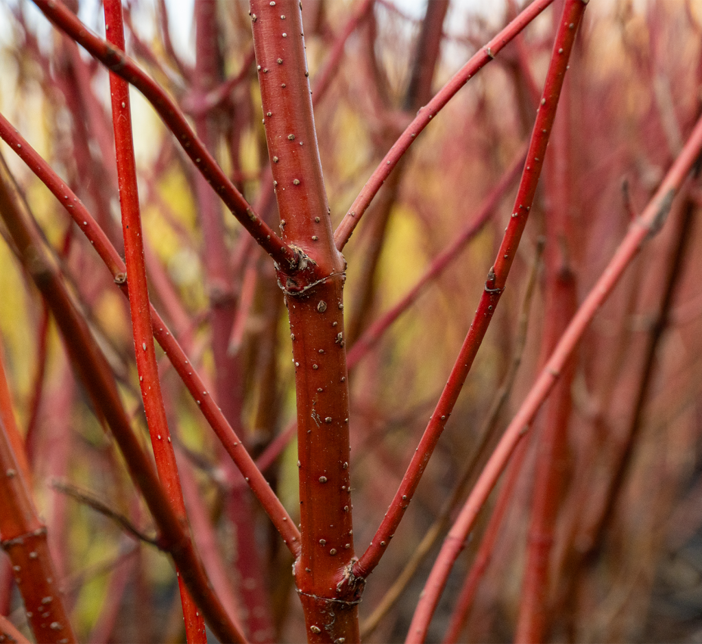 Focus on: Cornus (dogwood) | Greenwood Plants