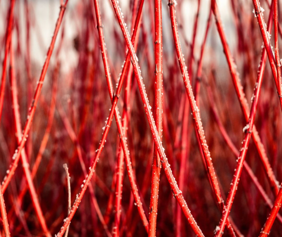 Hardy plants for cold tolerance | Greenwood Plants