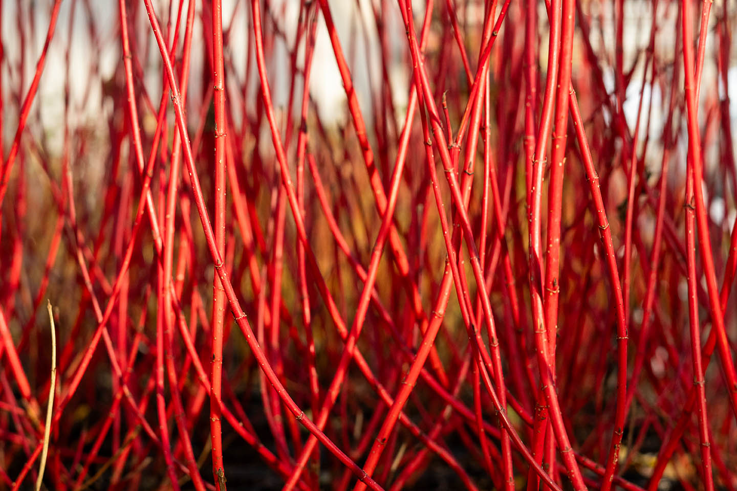 Focus on: Cornus (dogwood) | Greenwood Plants