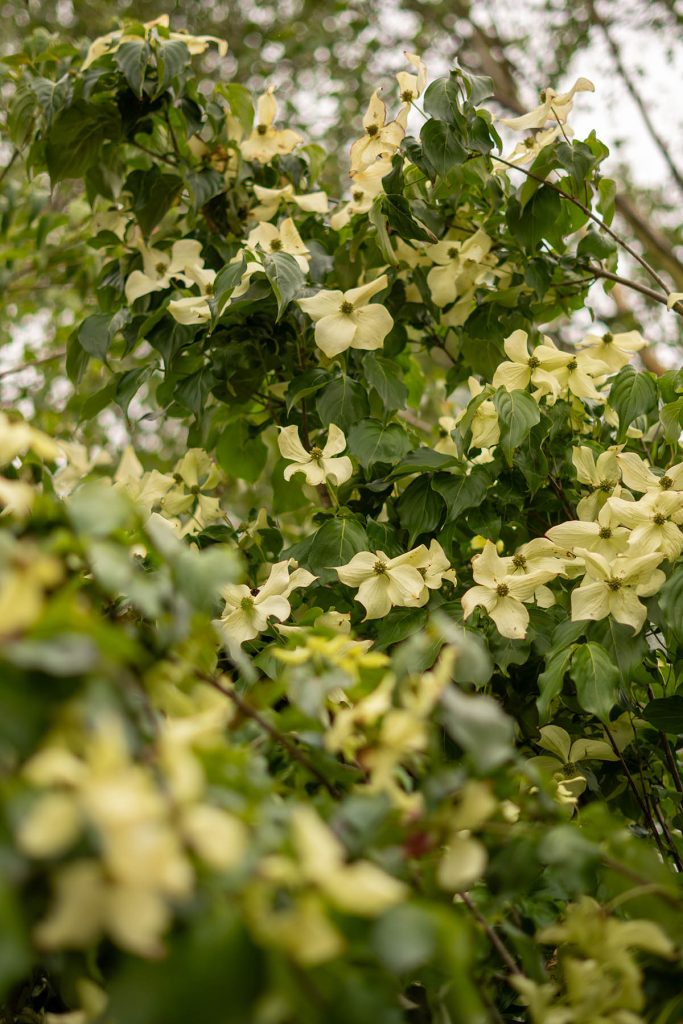 Focus on: Cornus (dogwood) | Greenwood Plants