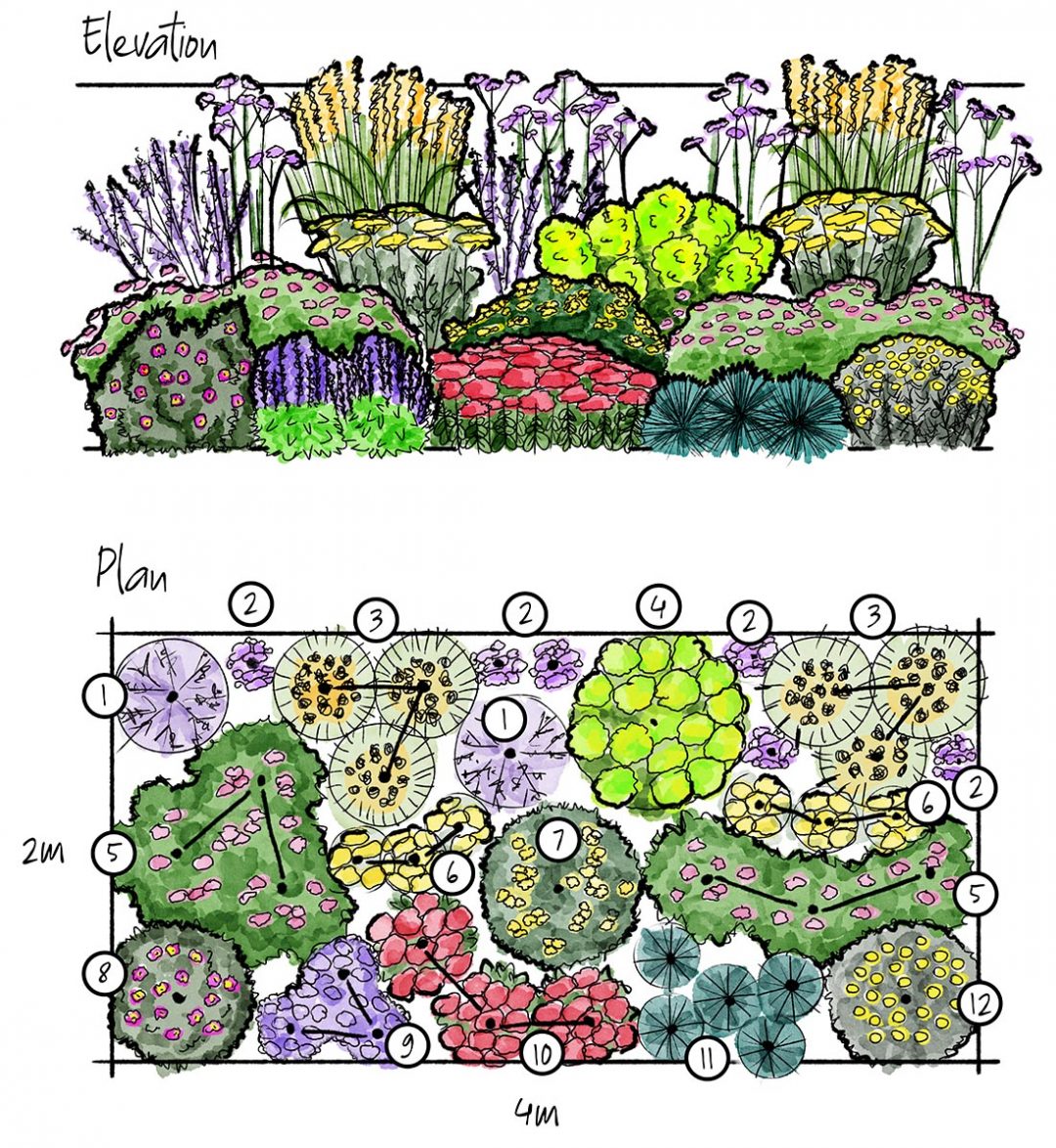 Drought tolerant planting scheme | Greenwood Plants