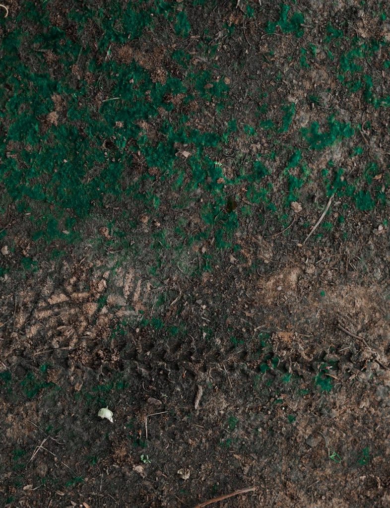 The Importance of Soil Fungi | Greenwood Plants