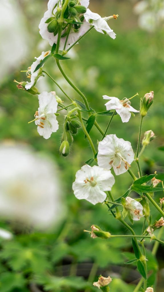 Plant focus: Geranium | Greenwood Plants