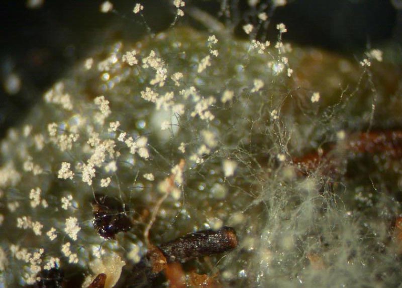 Plant Pests and Diseases | Greenwood Plants