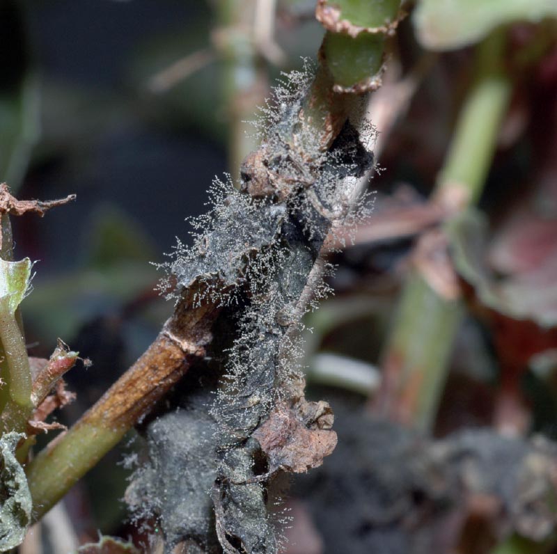 Plant Pests and Diseases | Greenwood Plants