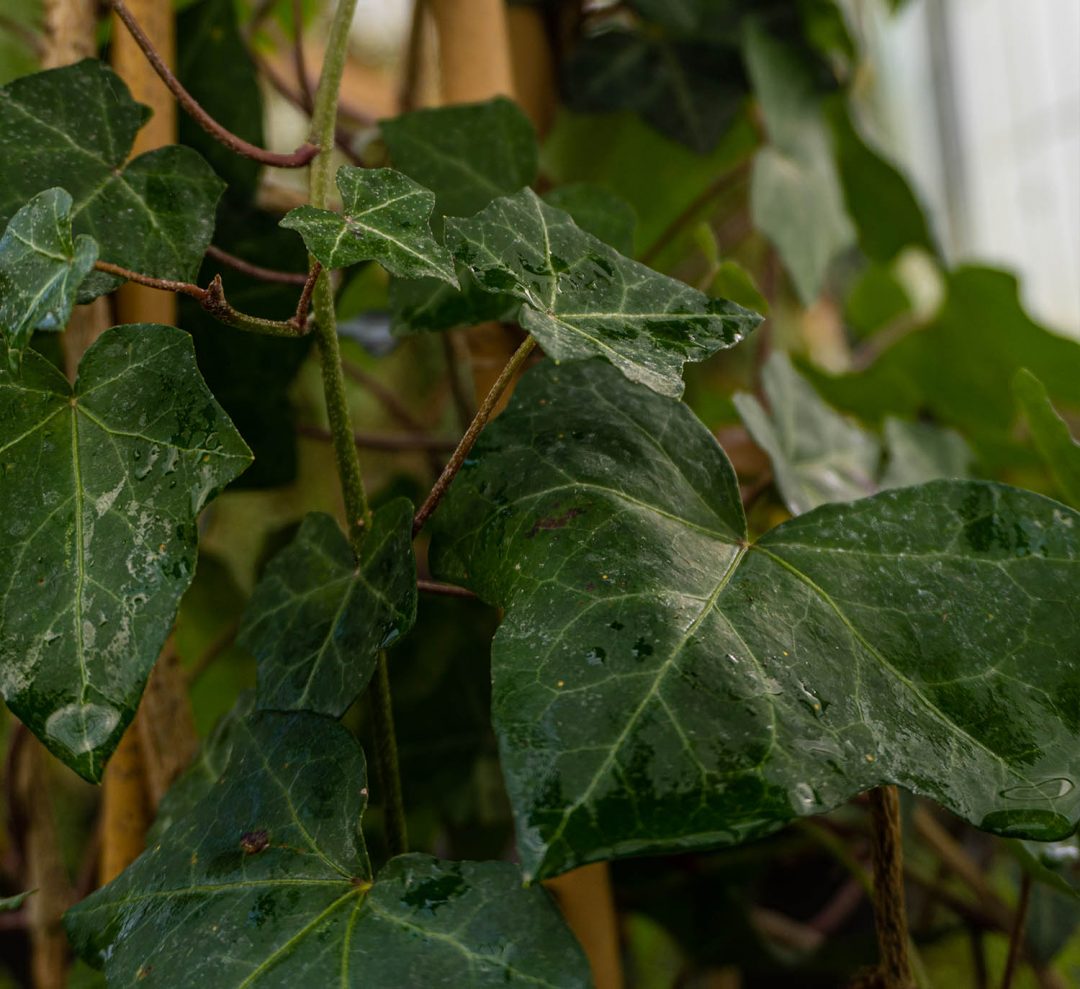 Planting for Acidic Soils | Greenwood Plants