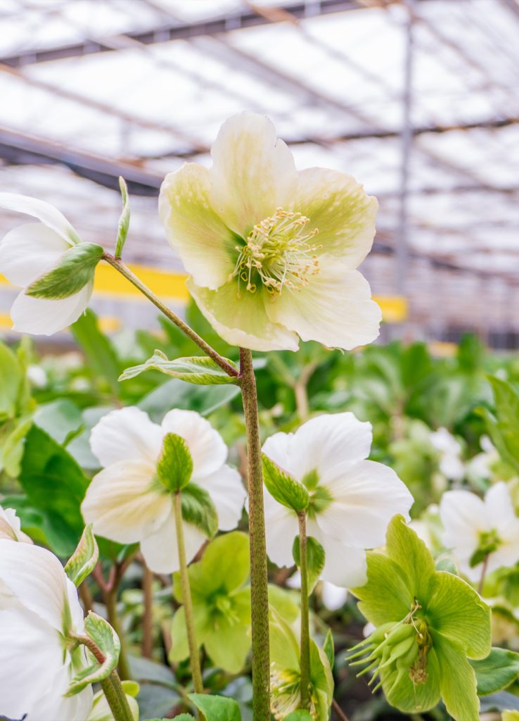 Planting for Winter Interest | Greenwood Plants